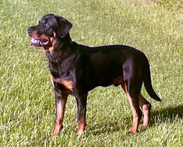 Rottweilers in need - Adpotions