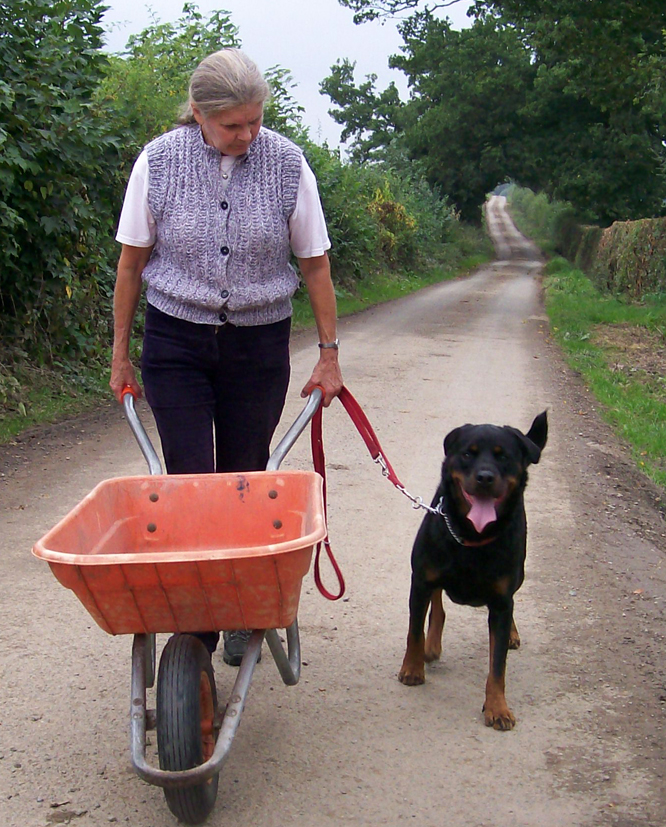 Rottweilers in need - Adpotions